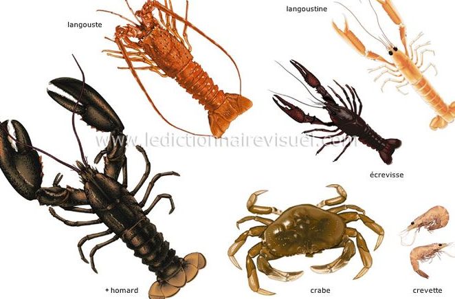 Différence entre Crustacés et Fruit de Mer : Comprendre leurs ...