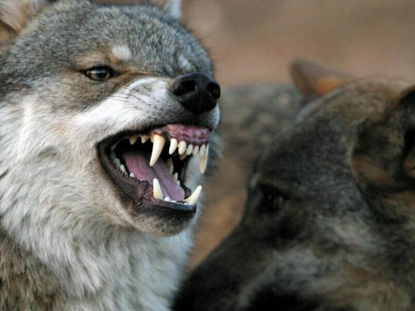 Différence entre Loup de Mer et Bar : Guide Complet pour les Pêcheurs ...